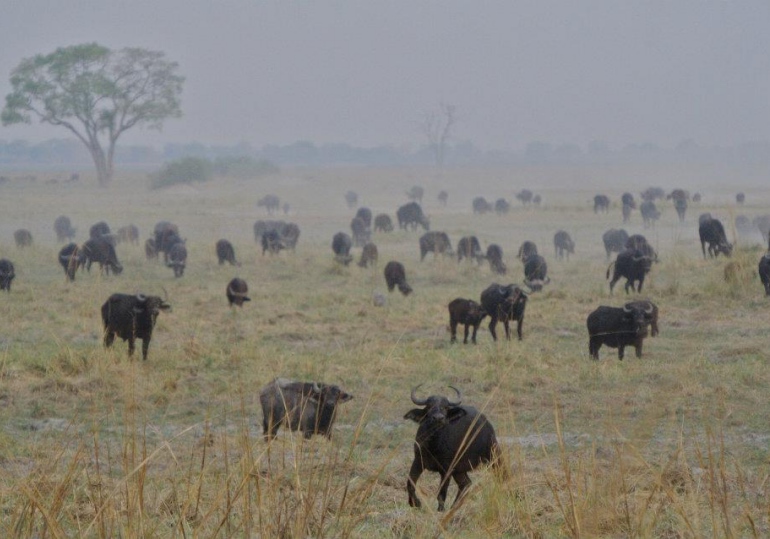 Crocodile Archives - Family Expeditions