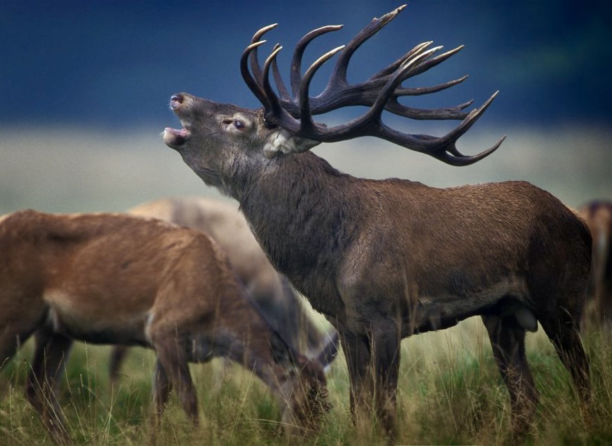 New Zealand Luxury Hunting - Family Expeditions
